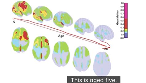 Synaptic Plasticity Flashcards Quizlet