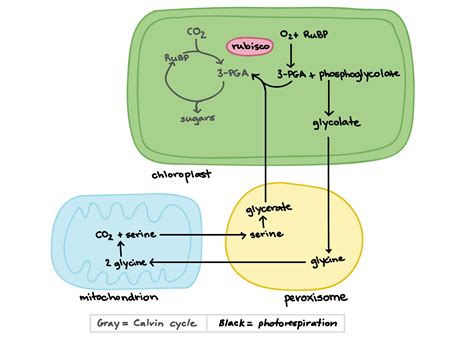 Inputs And Outputs Of Calvin Cycle