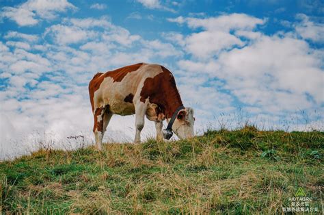 智慧牛场管理软件：让养殖更简单，管理更智能aiotagro 爱农云联 致力于高效、安全的食品生产