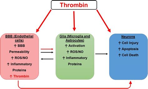 Frontiers Thrombin A Mediator Of Coagulation Inflammation And