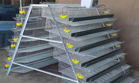LỒng NuÔi Chim CÚt ĐẺ SiÊu TrỨng Nhà Máy Sản Xuất Lồng Công Nghiệp Phát Đạt 0987 222 217