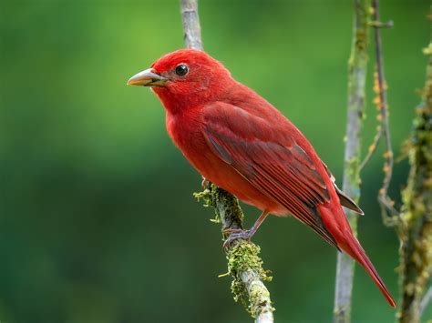 Summer Tanager Piranga Rubra Birds Of The World