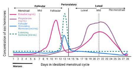 Female Hormone Cycle Chart