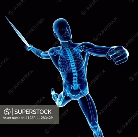 Male Skeleton Computer Artwork Superstock