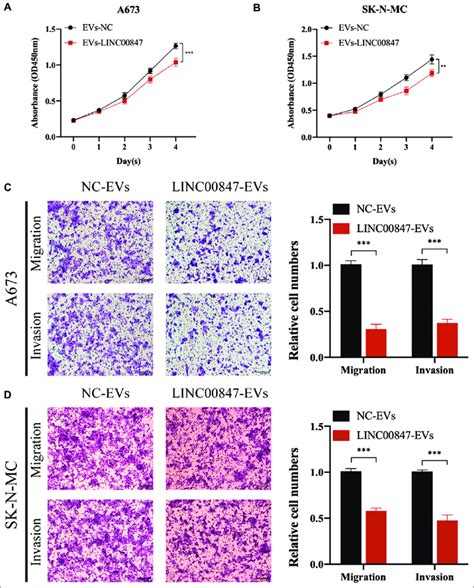 BMSCs EVs LINC00847 Significantly Inhibited The Proliferation