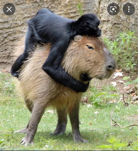 Are Capybaras Friendly 5 Stories To Prove They Are Natures Bff