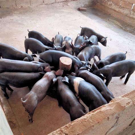 ຂາຍໝູ ງົວ ຄວາຍ ສັດປີກທຸກຊະນິດ ແລະ ຢາພື້ນເມືອງຮັກສາໂລກຕິດຕໍ່ທາງເພດສໍາພັນ