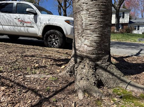Tree Trunk And Root Transition Area Urban Forest Dweller