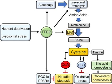 Tfeb Regulation Of Hepatic Lipid Metabolism And Antioxidant