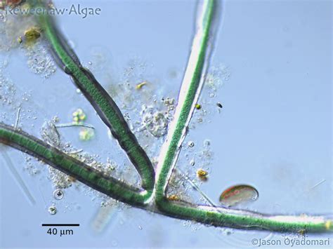 Cyanobacteria Gallery 3