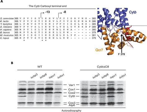 The Cytochrome B Carboxyl Terminal Region Is Necessary For Mitochondrial Complex Iii Assembly