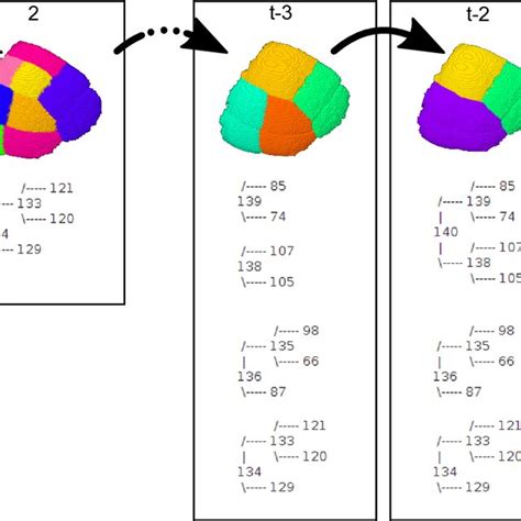 Cell Lineage Reconstruction And Annotation Using Treej Illustration Download Scientific