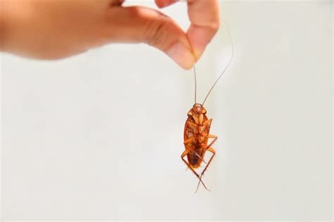 How To Know If A Roach Is Dead Beatpests