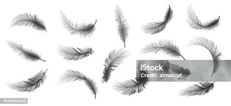검은 색의 큰 세트 현실적인 다른 푹신한 돌리는 떨어지는 깃털은 흰색 배경에 고립되어 있습니다 디자인 템플릿 벡터 예시 개념에 대한 스톡 벡터 아트 및 기타 이미지 Istock