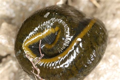 Haemopis Elegans Segmented Worms Wiki Fandom