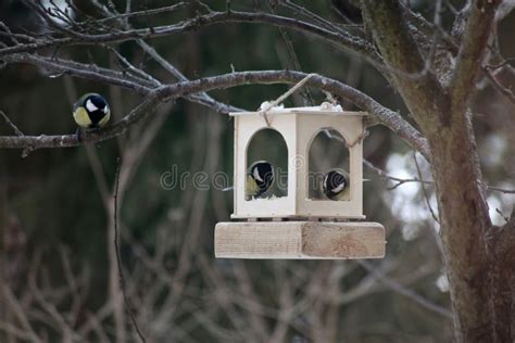 Bird In The Trough Stock Image Image Of Feeder Bird 154670847