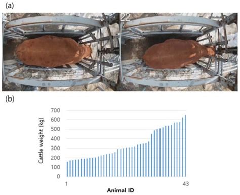 Cattle Weight Estimation Using Fully And Weakly Supervised Segmentation From 2d Images