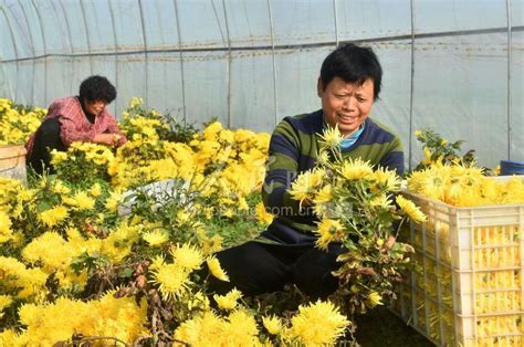 河北永年菊花经济助力乡村振兴 人民图片网