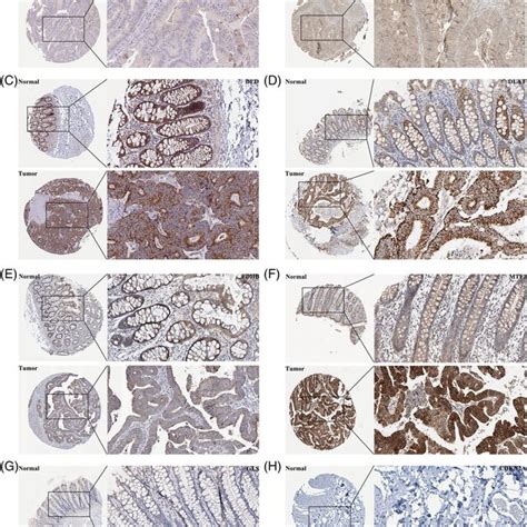 The Expression Of Eight Modeled Genes At The Translation Level A