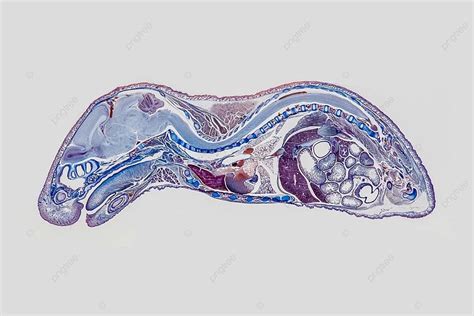 Brustkorb Background Images Hd Pictures And Wallpaper For Free