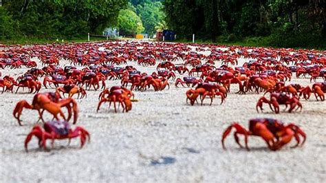 天氣異常乾燥 數百萬聖誕島紅蟹遷徙受阻 澳新生活
