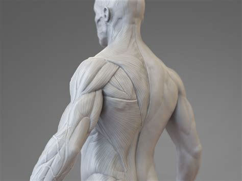 Anatomy Reference 3d Model 10 Obj Fbx Unknown Free3d