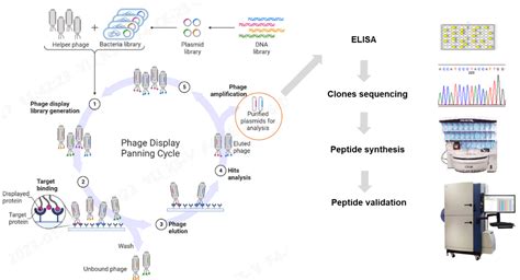 China Hefei Ks V Peptide Biological Technology Coltd Company Phage Display Services