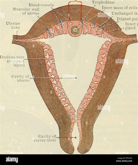 Layers Of Uterus
