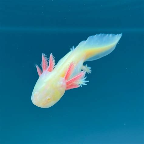 Gfp Albino Axolotl Axolotls For Sale Axolotl Planet