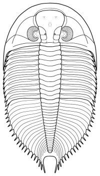 Some Trilobite Reconstructions
