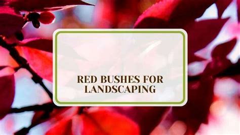 7 Red Bushes For Landscaping Plant America
