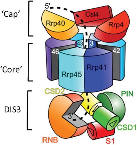 Biomolecules Special Issue Rna Binding Proteins—structure Function
