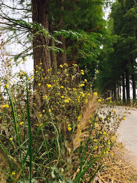 家乡的树 高清图片，堆糖，美图壁纸兴趣社区