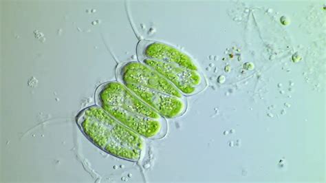 7 Ciri Ciri Protista Pahami Juga Pengertian Klasifikasi Dan Perannya