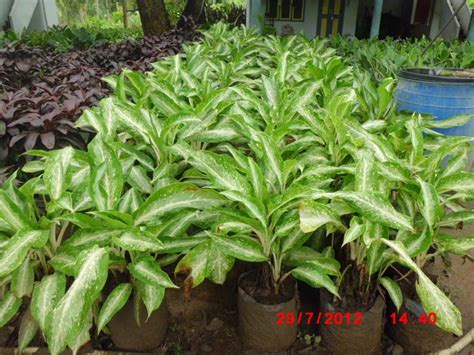 Aglaonema Plant Buy Aglaonema plant in Rajahmundry Andhra Pradesh India