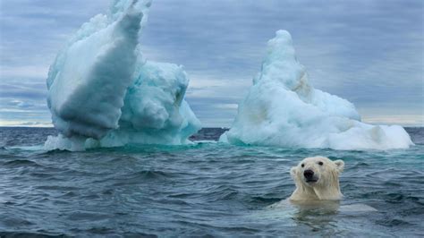 Polar Bears Habitat Loss