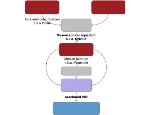 Pathway Of Csf Circulation Quiz