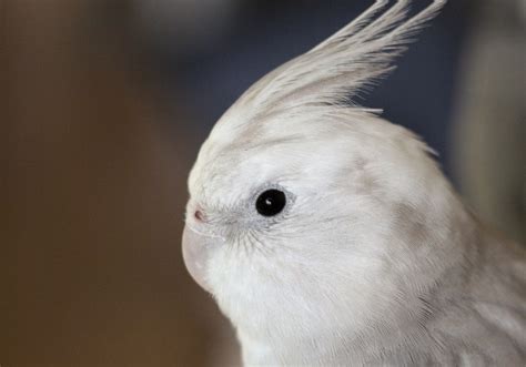 Male Cinnamon Pearl Cockatiel Male Cinnamon Pearl Cockatiel