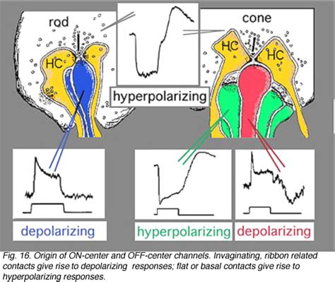 Outer Plexiform Layer By Helga Kolb Webvision