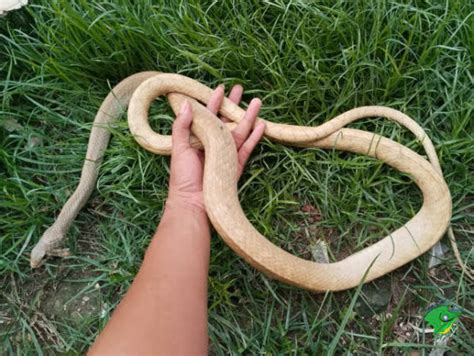 Red Tail Green Rat Snake Juvenile To Adult Strictly Reptiles