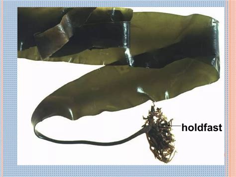 Algae General Characters Ppt Free Download