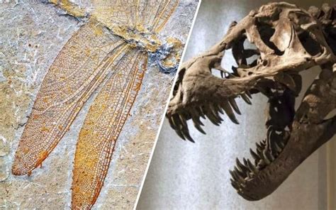 A Dragonfly Fossil Was Discovered Which Once Roamed With Dinosaurs In