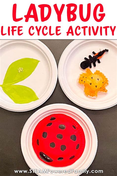 Ladybug Life Cycle Activity In 2024 Ladybug Life Cycle Ladybug Life