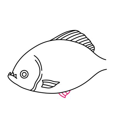 Piranha Drawing Drawing With Dawn