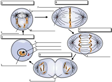 Cell Cycle And Mitosis Quiz Diagram Quizlet