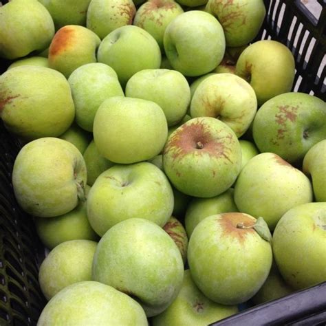 Mutsu Apples Information Recipes And Facts Mutsu Apple Information