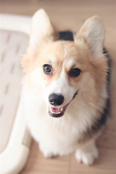 柯基犬 小nana萌記 小娜娜寫真喔！