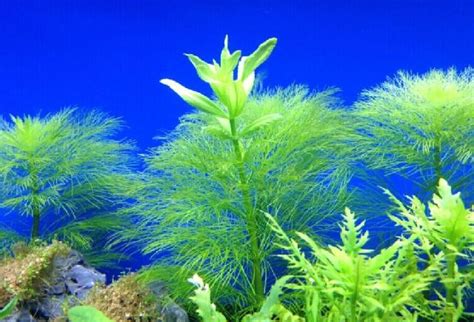 大宝塔水草 大红叶水草 塔水草 大山谷图库
