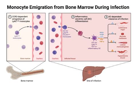Monocyte Emigration From Bone Marrow During Infection BioRender