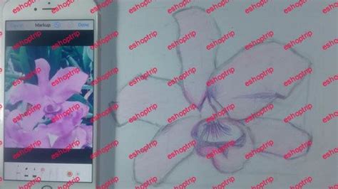 Drawing An Orchid In 5 Easy Steps Eshoptrip